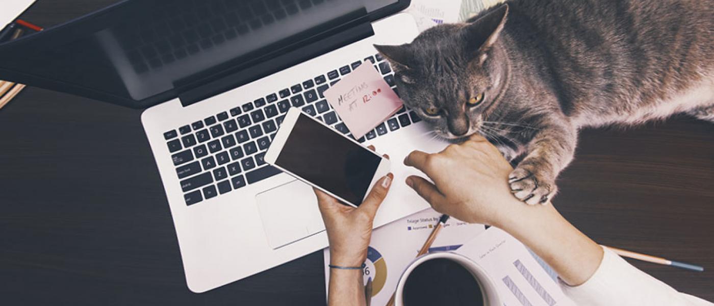 6 Tips for Working at Home with Pets | Wellness Pet Food Taiwan
